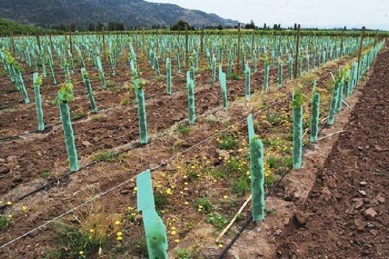 Polypropylene Tree Protectors Grow Tubes for Vineyard Grapeguard - Buy ...